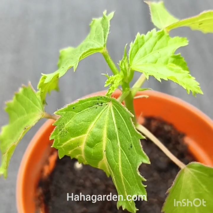Anak Pokok Kenaf/ Kenaf Sapling/ Bunga Raya Hutan/ Hibiscus Cannabinus ...