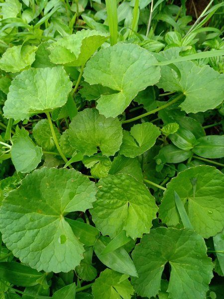 Daun pegangan 100 gram atau daun antanan fresh segar | Lazada Indonesia