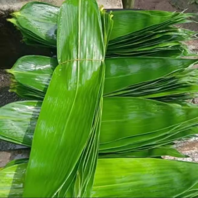Daun bambu segar per ikat isi 50-100 daun bambu buat bungkus bacang ...