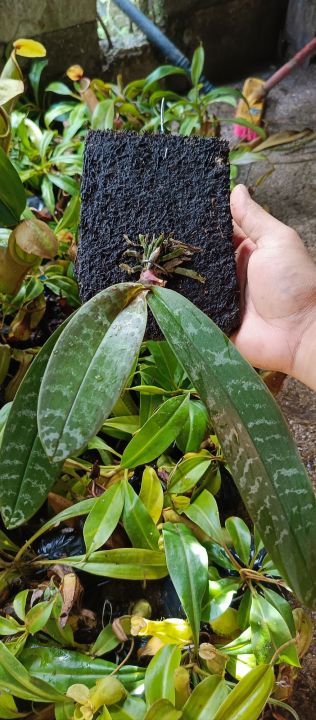 Established Phalaenopsis schilleriana on Fern slab | Lazada PH