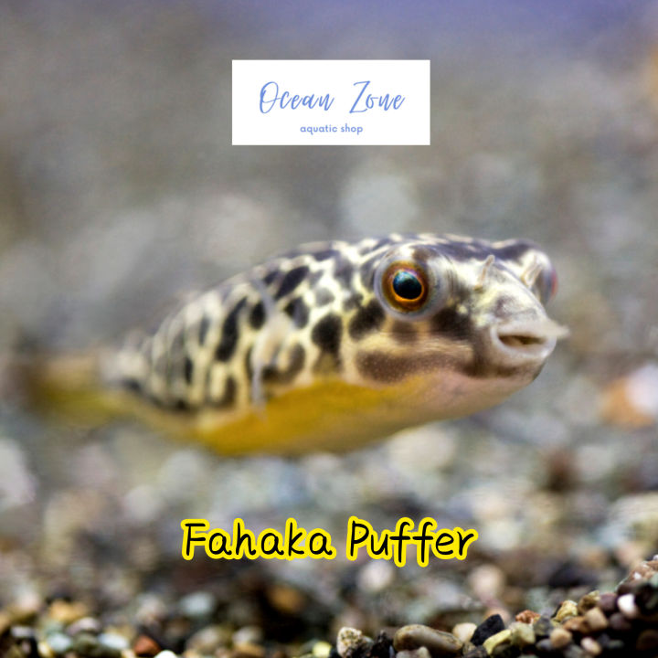 【Ocean Zone】Fahaka Puffer Fish (Live Fish with DOA) | Lazada