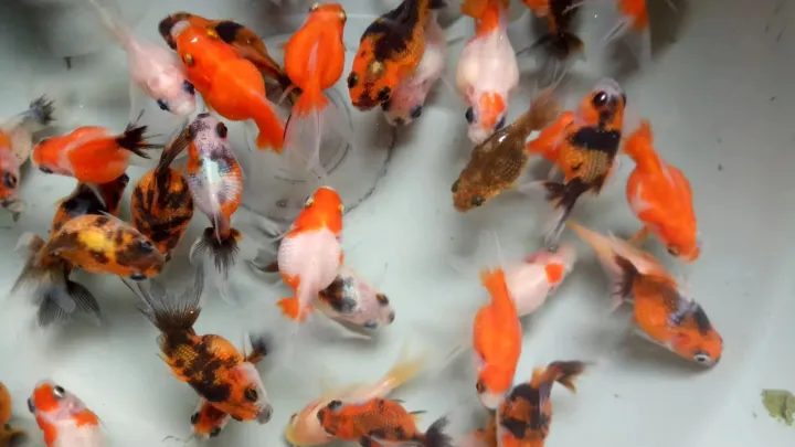 paket hemat KOKI MUTIARA WARNA MIX isi 3-10 pcs | Lazada Indonesia