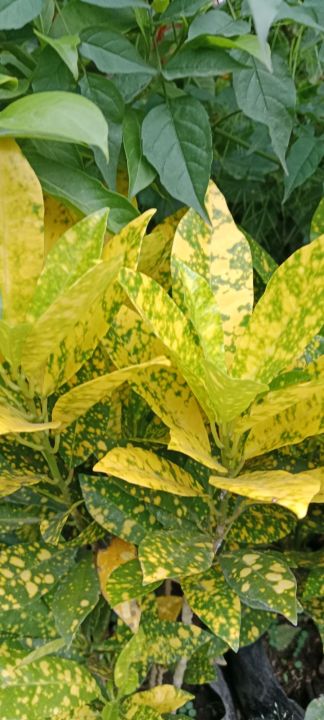 Codiaeum Gold Star Plant GOLD STAR CROTONS SEEDLING PLANTS | Lazada PH