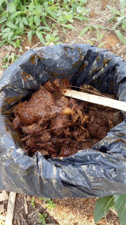 Kotoran harimau | Lazada Indonesia