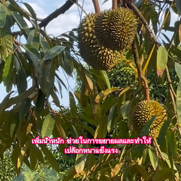 ปุ๋ยน้ำ 4-24-24 สูตรเร่งแตกตาดอก เปิดตาดอก ขั้วเหนียว เปลือกเหนียว ...