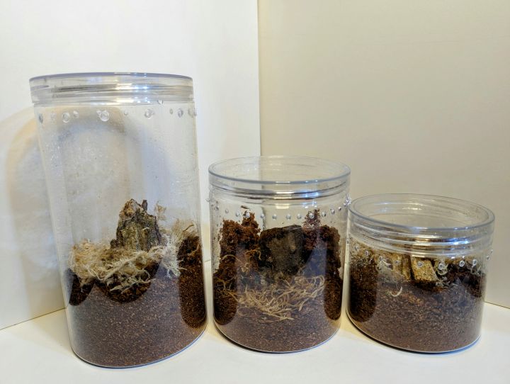 TARANTULA ENCLOSURE SET UP | Lazada PH