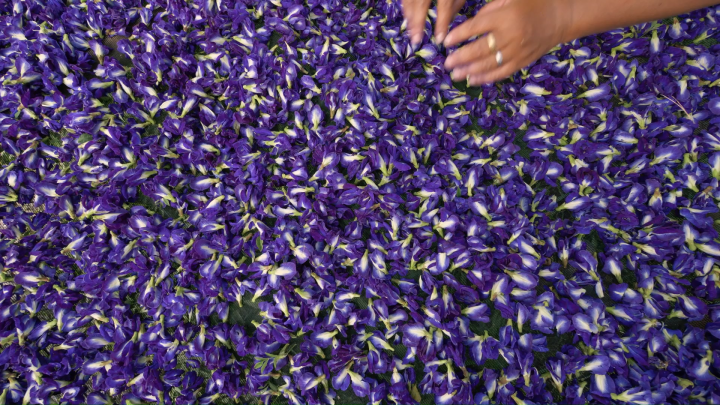 Dried Blue Butterfly Pea Blue Tea Clitoria Ternatea 1kg | Lazada PH