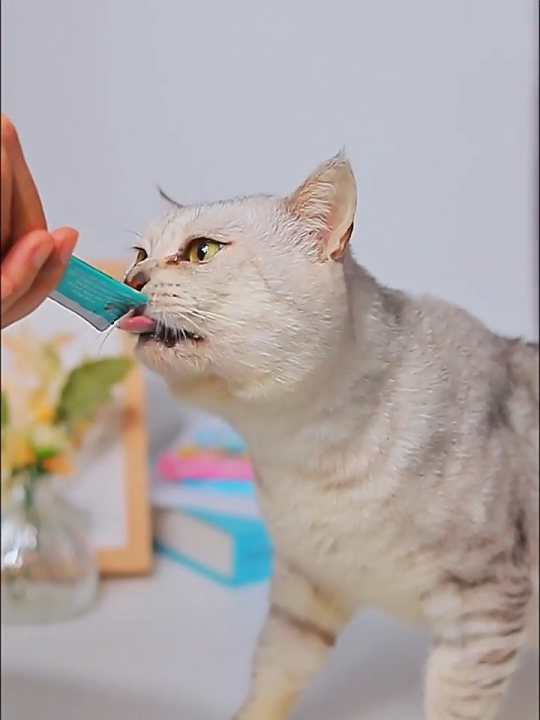 50pcs Snack Kucing Camilan Kucing Creamy Treats Kucing Makanan Wet Cat ...