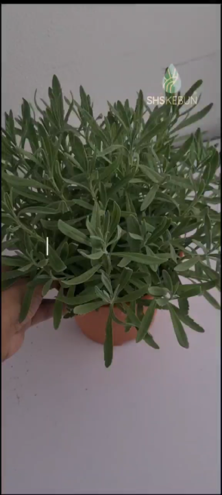 Lavender Wangi Lavandula angustifolia 'Ellagance Purple' Lavender Herbs ...