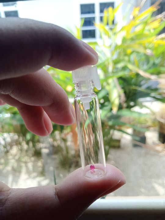 Geliga semut Merah | Lazada