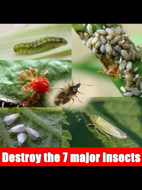 🐛100% Effective🐛anay killer spray Termite extermination spray Anay ...