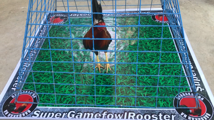 LIMBER MATTING FOR GAMEFOWL ROOSTER (4FTX4FT) | Lazada PH