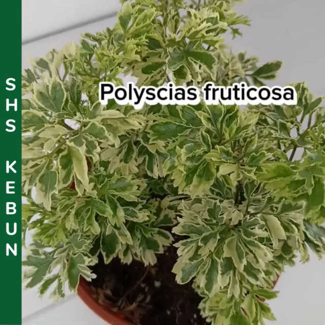 Polyscias Fruticosa Dwarf Variegated Pokok Duit Ming Aralia Live Plant ...