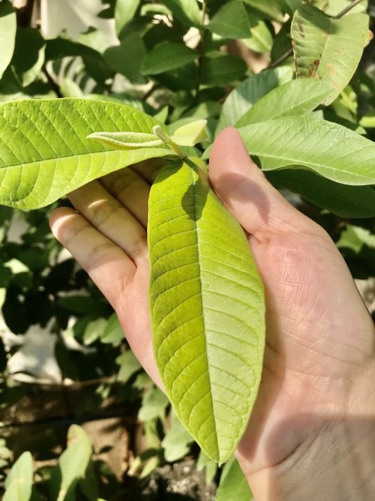 FRESH GUAVA LEAVES / DAHON NG BAYABAS- 45 pieces | Lazada PH