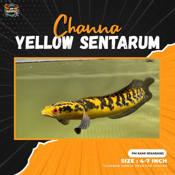 Channa Yellow Sentarum | Lazada