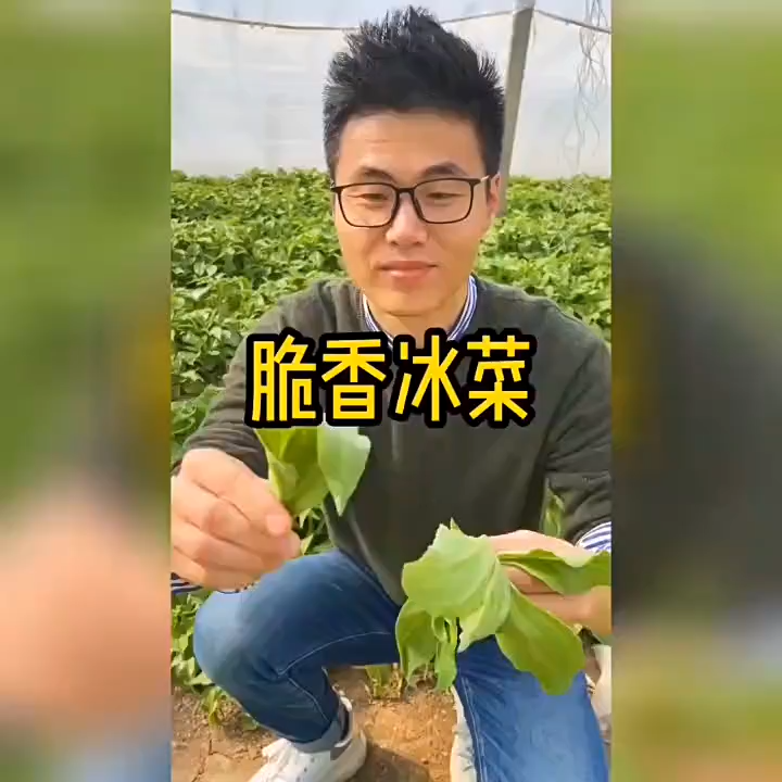 Biji Benih Kristal Sayur (80 seeds) /水晶冰菜种子/Crystal Ice Vegetable Seeds ...
