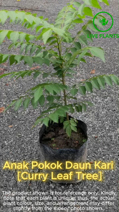 Anak Pokok Daun Kari / Curry Leaf Tree [Real Plant / Live Plant / Pokok ...