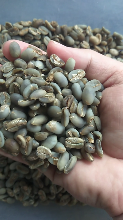 Premium Raw Excelsa Coffee Beans / Green Coffee Beans (1Kg) - New Stock ...