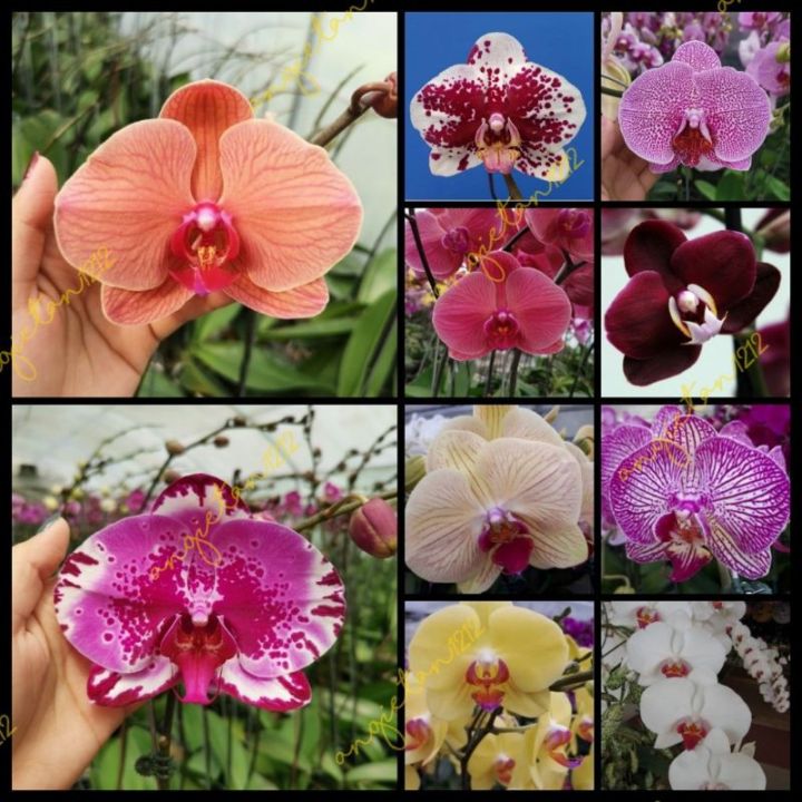 Phalaenopsis moth orchids Import wan minimum beli 2 | Lazada