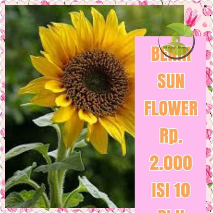 Benih Bibit Bunga Matahari Besar | Lazada Indonesia