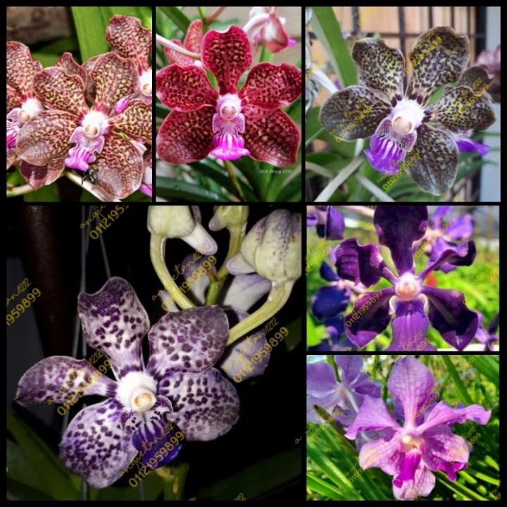 ORCHID MINI PALMER HYBRID FRAGRANT | Lazada
