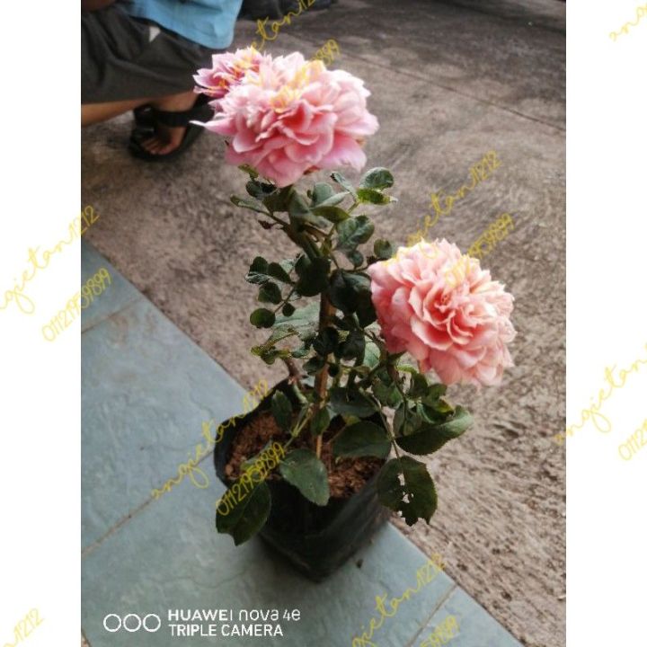 🌷💐Ros thai jenis tahan panas💛🥰 | Lazada