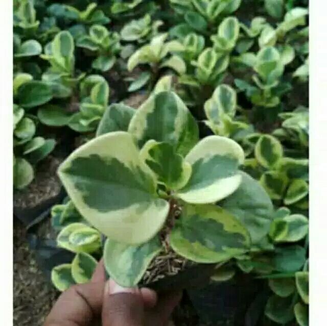 tanaman teplan varigata | Lazada Indonesia