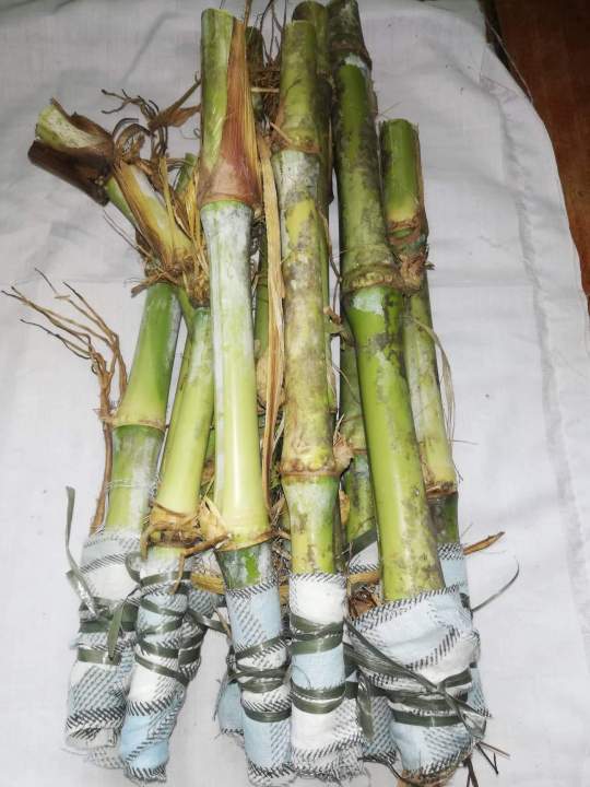 Super Napier Grass/ PACHONG HAY GRASS Cuttings s( Ready for planting ...