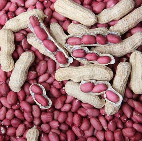 Peanut seeds Extra-large high-yield peanut seeds High-yield peanut ...