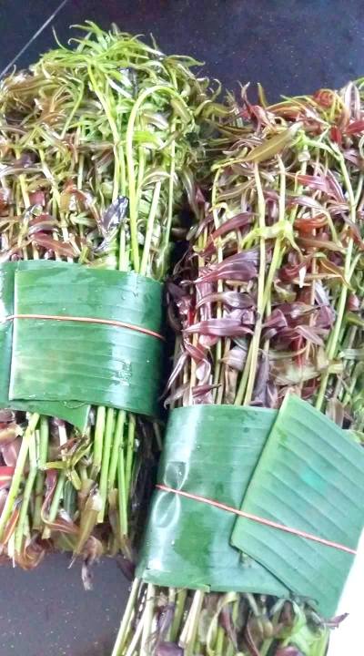 [FRESH] Pokok PUCUK LEMIDING @ MIDIN | Paku Merah Segar@Pakis Midin ...