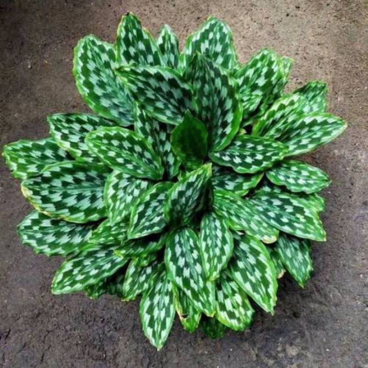 CALATHEA MERAK PEACOCK - Tanaman Hias Calathea Merak - Calathea Bulu ...