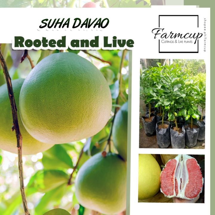 SUHA / POMELO (DAVAO) live plants | Lazada PH