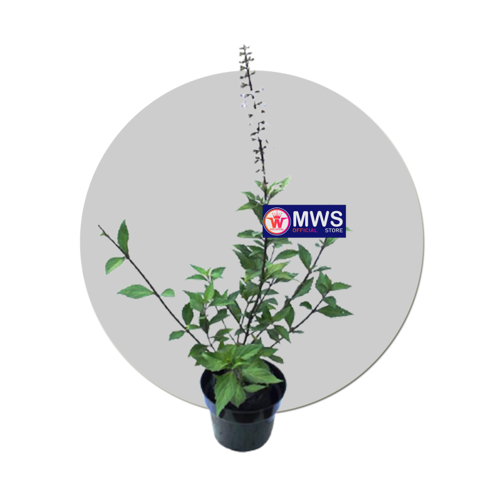 BIBIT KUMIS KUCING tanaman herbal kaya akan khasiat mws | Lazada Indonesia