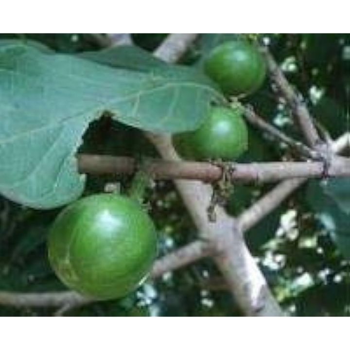Seeds of African Medlar (Vangueria Infausta) seeds SEEDS ONLY | Lazada PH