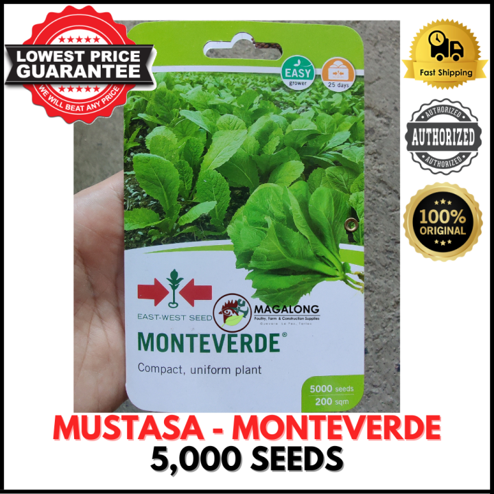 EAST-WEST SEEDS - MUSTASA / LEAF MUSTARD SEEDS - MONTEVERDE 5,000 SEEDS ...