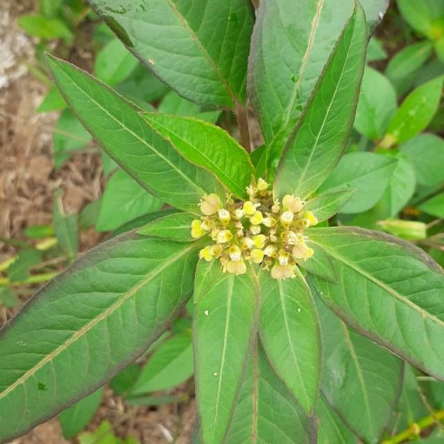 Jual Daun Kate Mas Atau Daun Duduk Mentul Segar 300 Gram | Lazada Indonesia