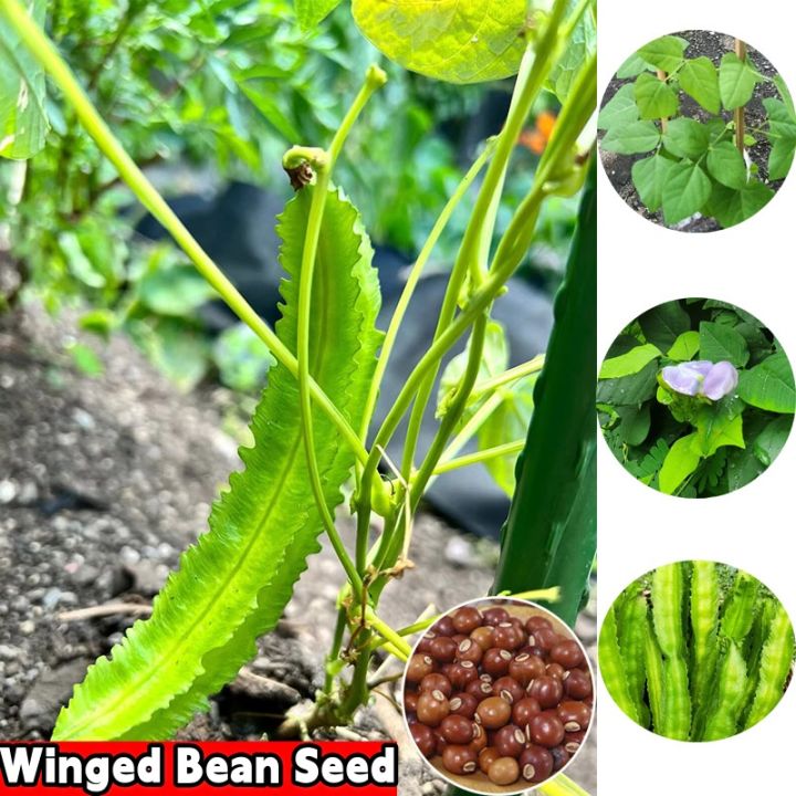 [Good Seed] พร้อมจัดส่ง เมล็ดพันธุ์ Easy Grow Winged Bean Seed เมล็ดสด ...