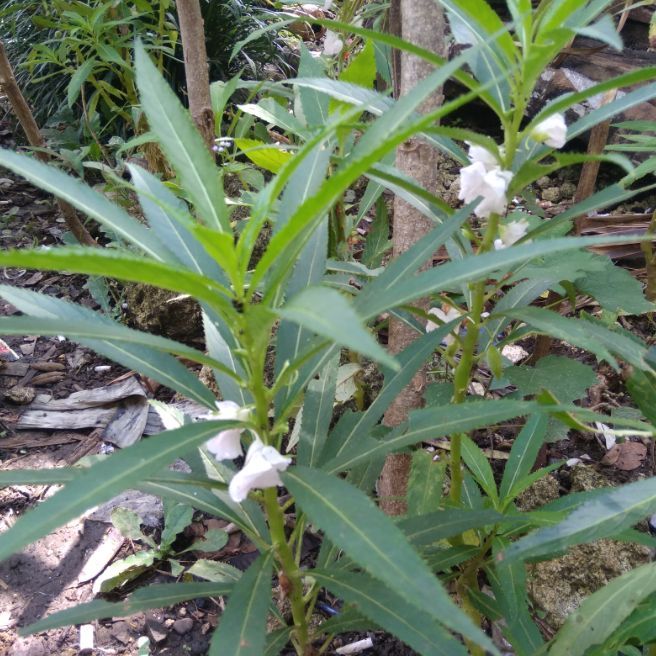 Daun Pacar 100 gram | Lazada Indonesia