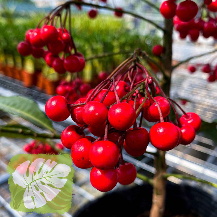 Fu Gui Zi 富贵子 Feng Shui Plant IOB | Lazada