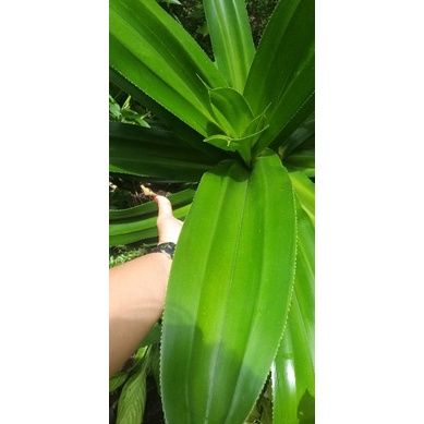 Pandan Lalaki (Matinik) non Aromatic non Fragrant Landscape Outdoor ...