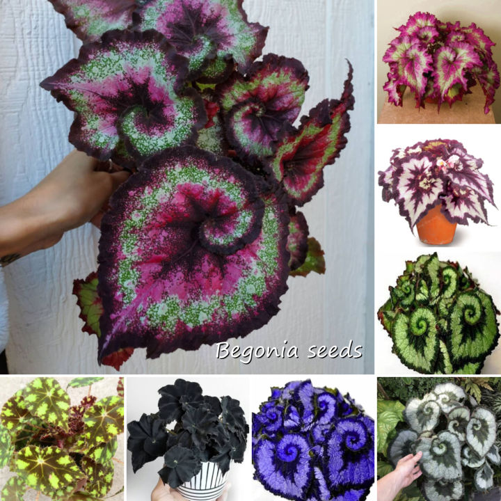 50PCS Begonia Seeds (Hosta Plantaginea) Caladium Seeds Benih Bunga ...