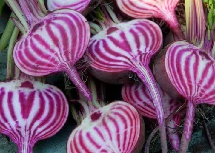บีทรูท เออรี่วันเดอร์ Beetroot 20 เมล็ด พร้อมวิธีปลูก ผักสวนครัว พร้อม ...