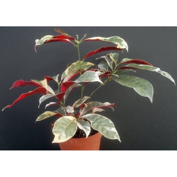 Picara Plant "Chinese Croton " with FREE plastic pot, and garden soil ...