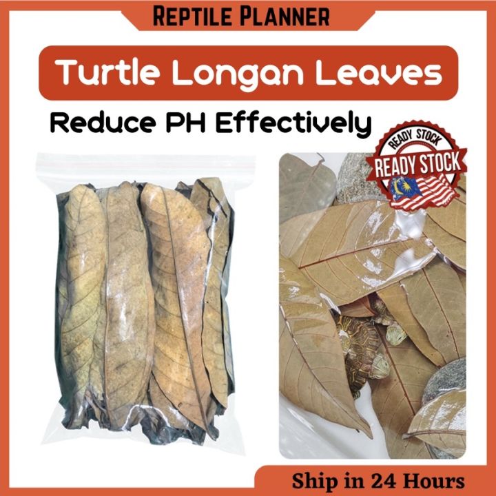 Turtle Longan Leaf Kura Kura Aquarium Anti Inflammation Shell Fungus ...