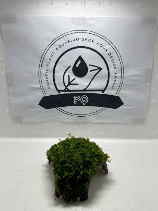 Vesicularia dubyana JAVA MOSS aquascape/lowtech plants/aquaticplants ...