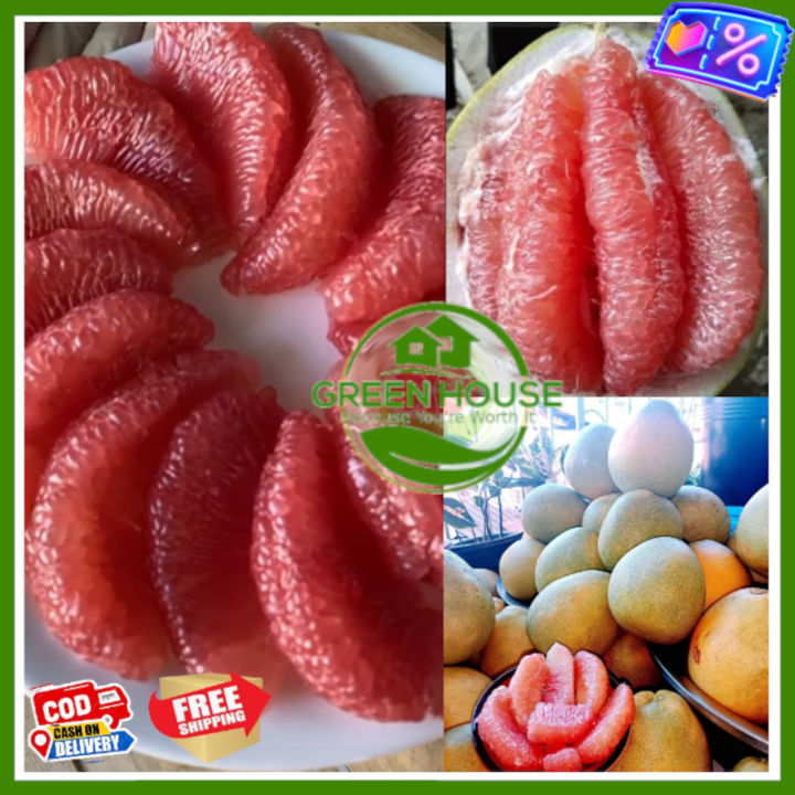 Green House® - Pomelo/Suha Davao Seeds for Planting Fruit Plants, F1 (5 ...