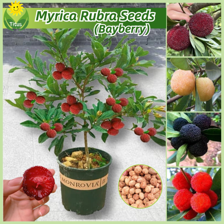 [Easy to grow in Philippines] Fresh Myrica Rubra Plant Seeds Bonsai ...
