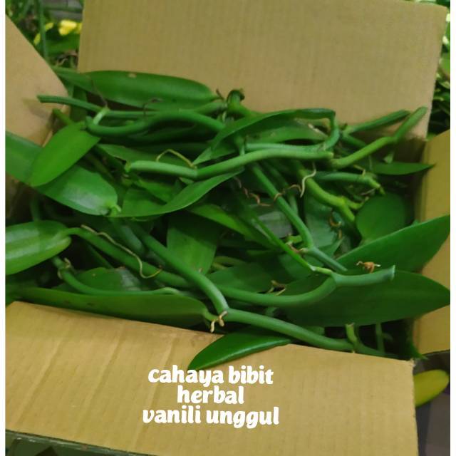 Readyy Bibit vanili 3 ruas 30cm cutting vanilla panili panila paneli ...