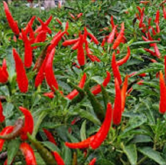 SILI SEEDS HYBRID"SUPER RED THAI CHILI " SILING TINGALA | Lazada PH