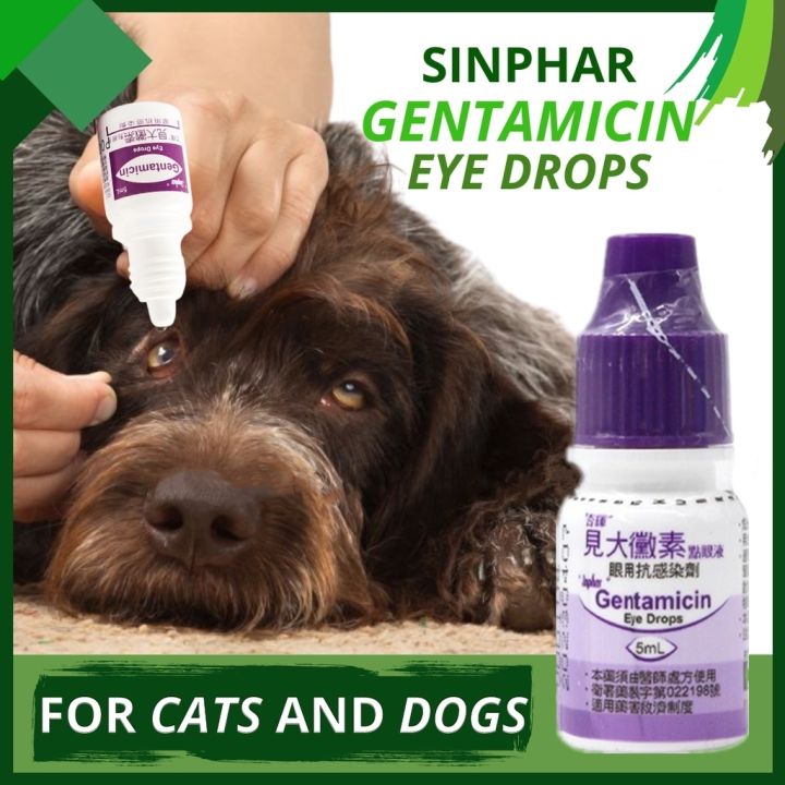 SINPHAR Gentamicin/Delone Eye Drops for Pets 5ml | Lazada PH